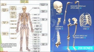 HUMAN SKELETAL SYSTEM ANATAMY AND PHYSIOLOGY | PDF