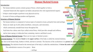 HUMAN SKELETAL SYSTEM ANATAMY AND PHYSIOLOGY | PDF
