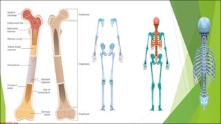 HUMAN SKELETAL SYSTEM ANATAMY AND PHYSIOLOGY | PDF