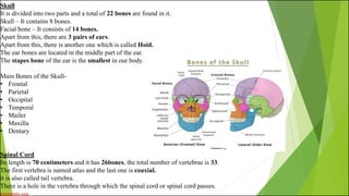 HUMAN SKELETAL SYSTEM ANATAMY AND PHYSIOLOGY | PDF