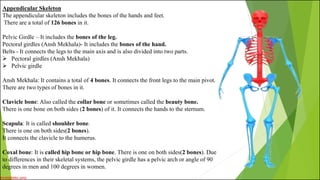 HUMAN SKELETAL SYSTEM ANATAMY AND PHYSIOLOGY | PDF