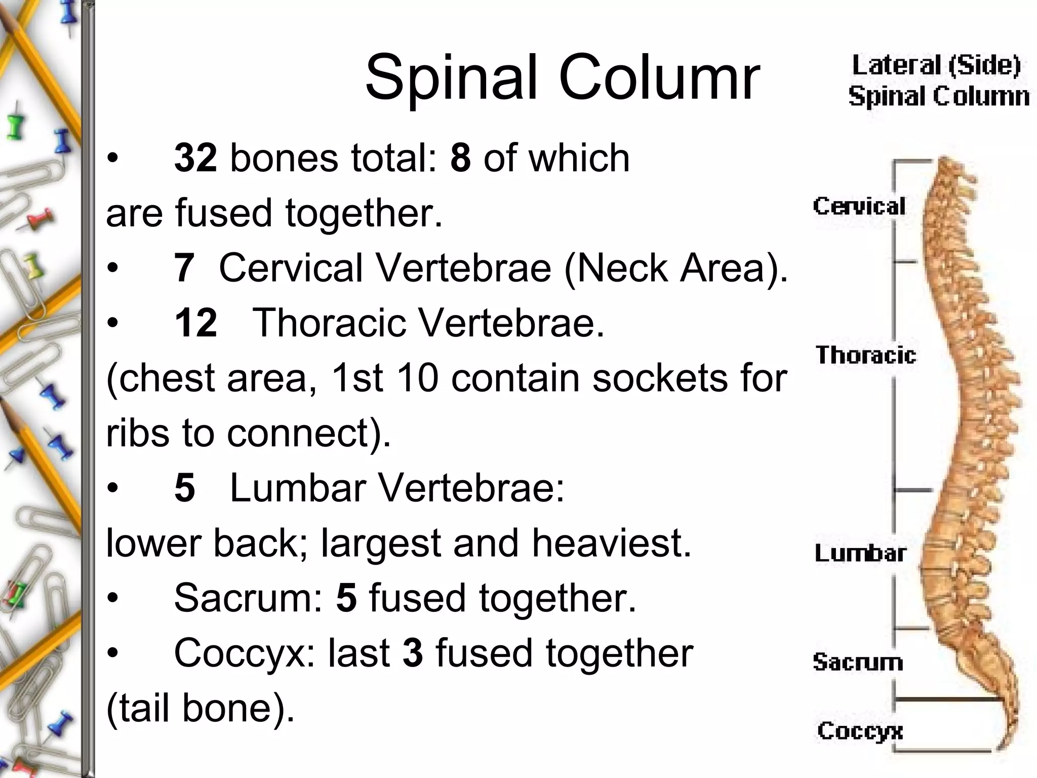 Skeletal System | PPT