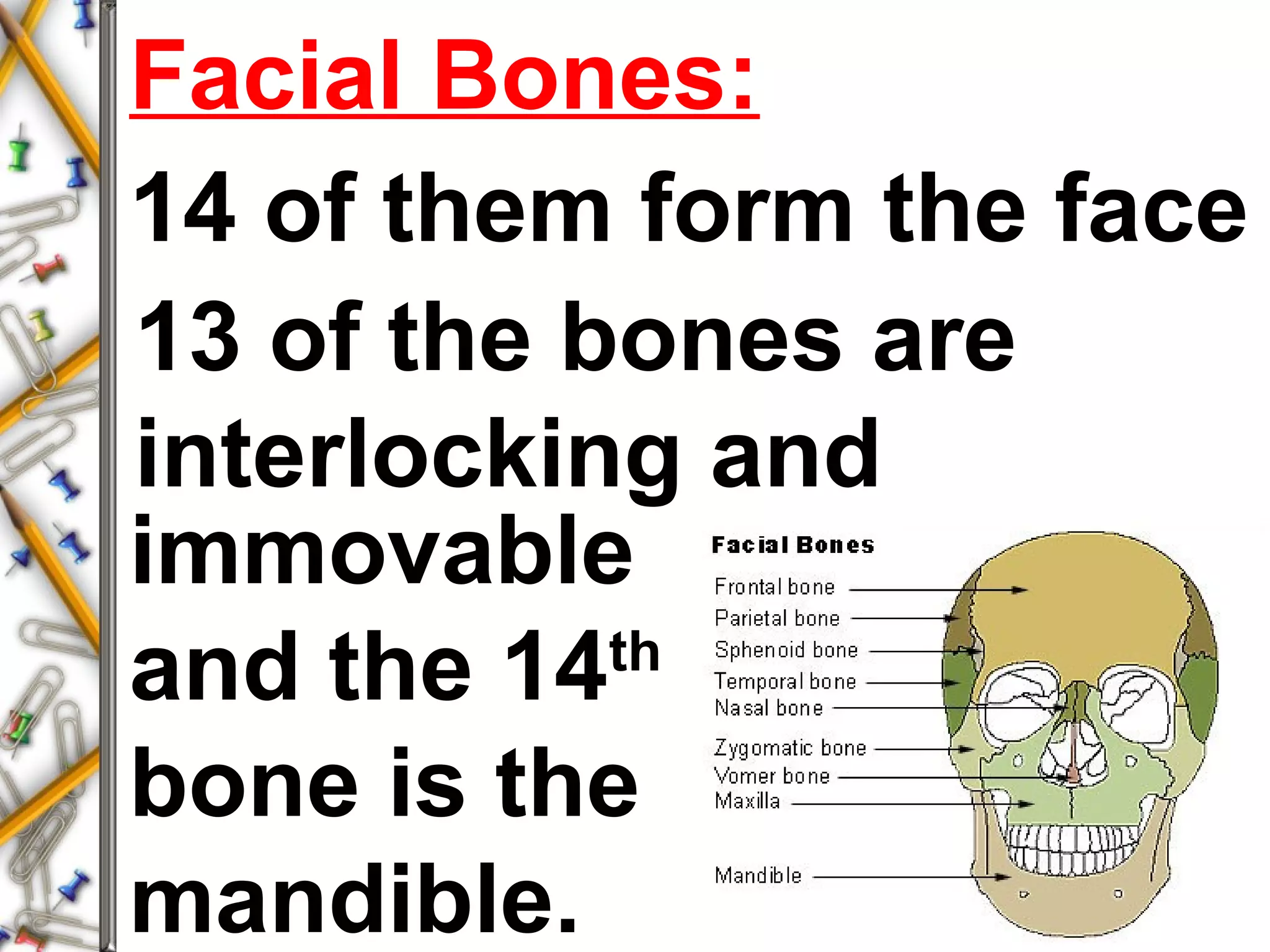 Skeletal System | PPT