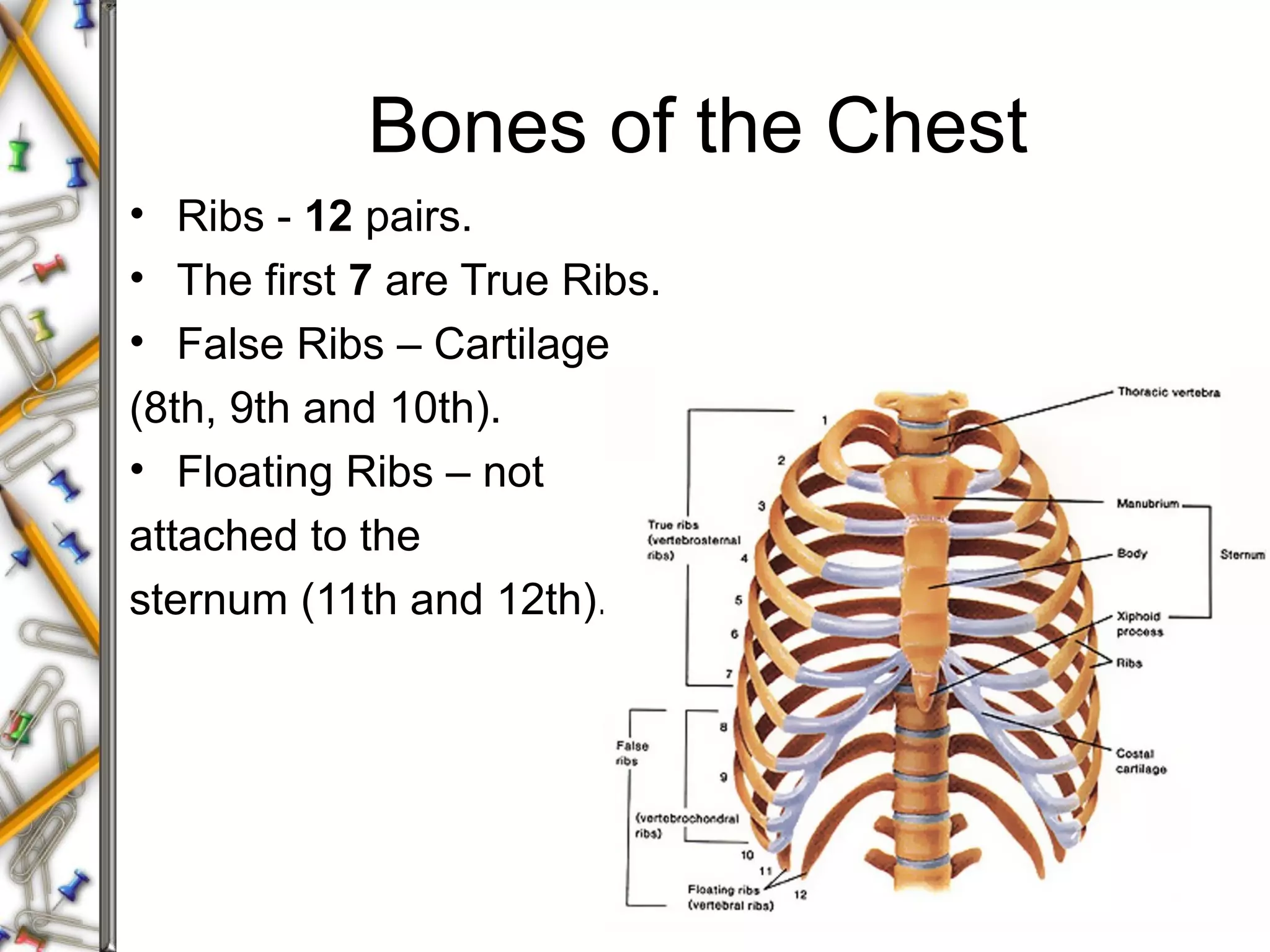 Skeletal System | PPT