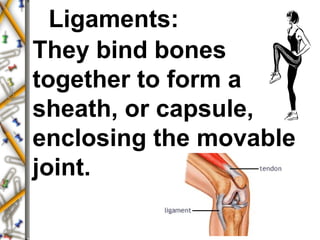 Skeletal System | PPT | Death, Injury, or Military Conflict | Sensitive ...