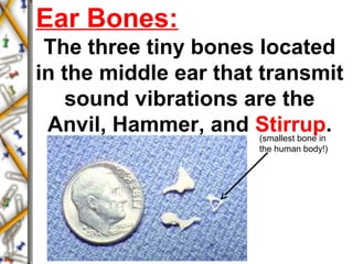 Skeletal System | PPT | Death, Injury, or Military Conflict | Sensitive ...