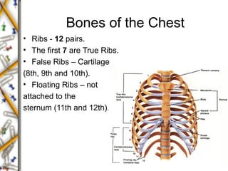 Skeletal System | PPT | Death, Injury, or Military Conflict | Sensitive ...