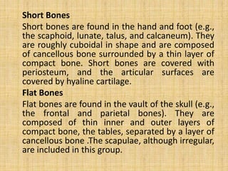 Skeletal System I .pptx
