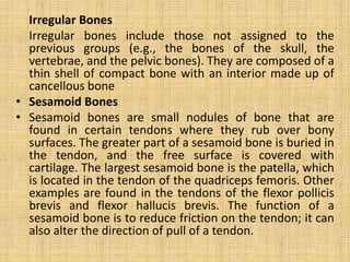 Skeletal System I .pptx