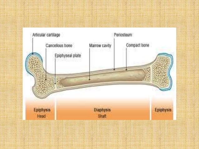 Skeletal System I .pptx