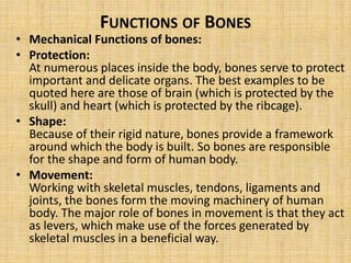 Skeletal System I .pptx