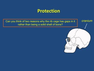 Skeletal system introduction | PPTX