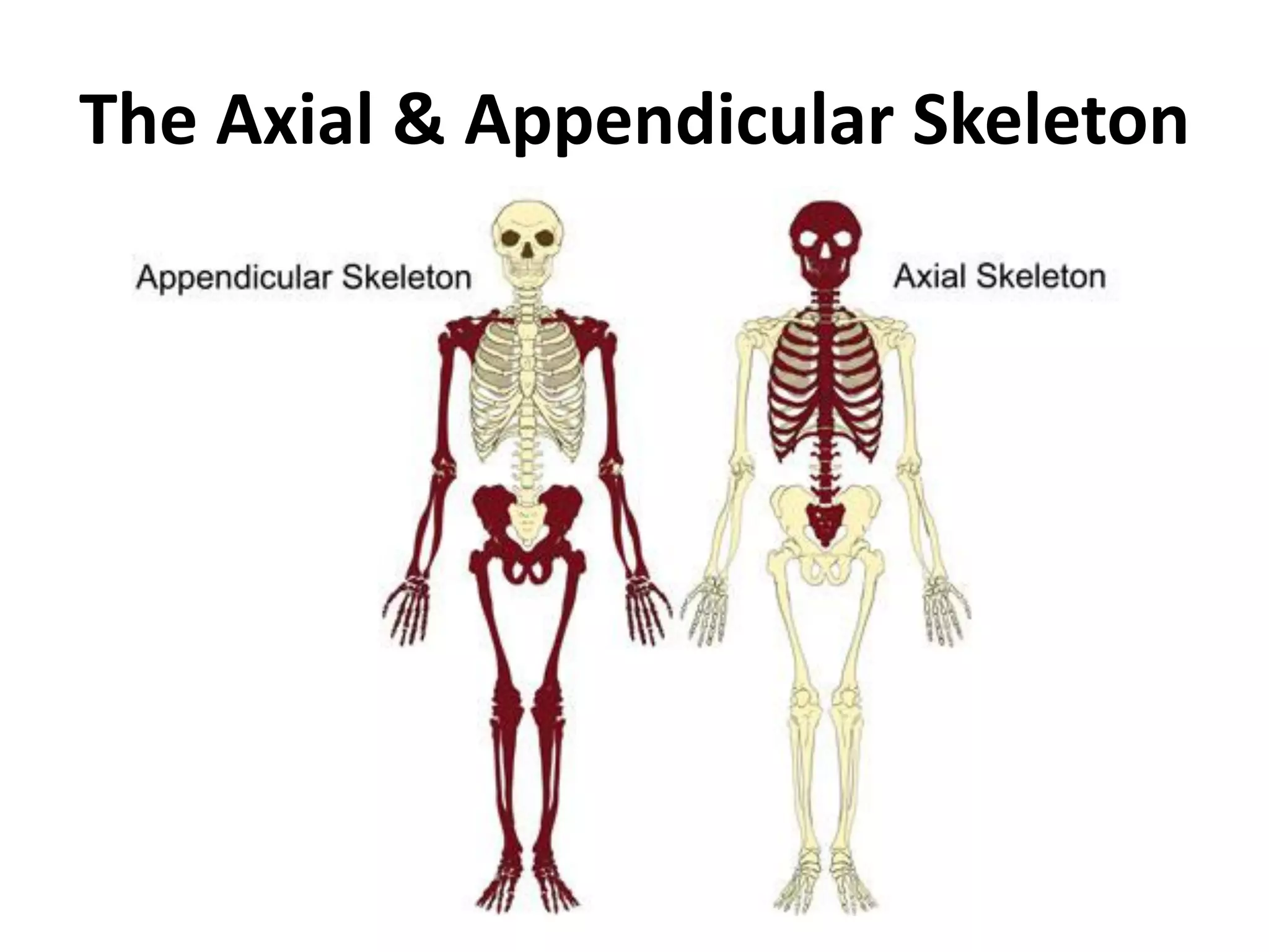 Skeletal System | PPT