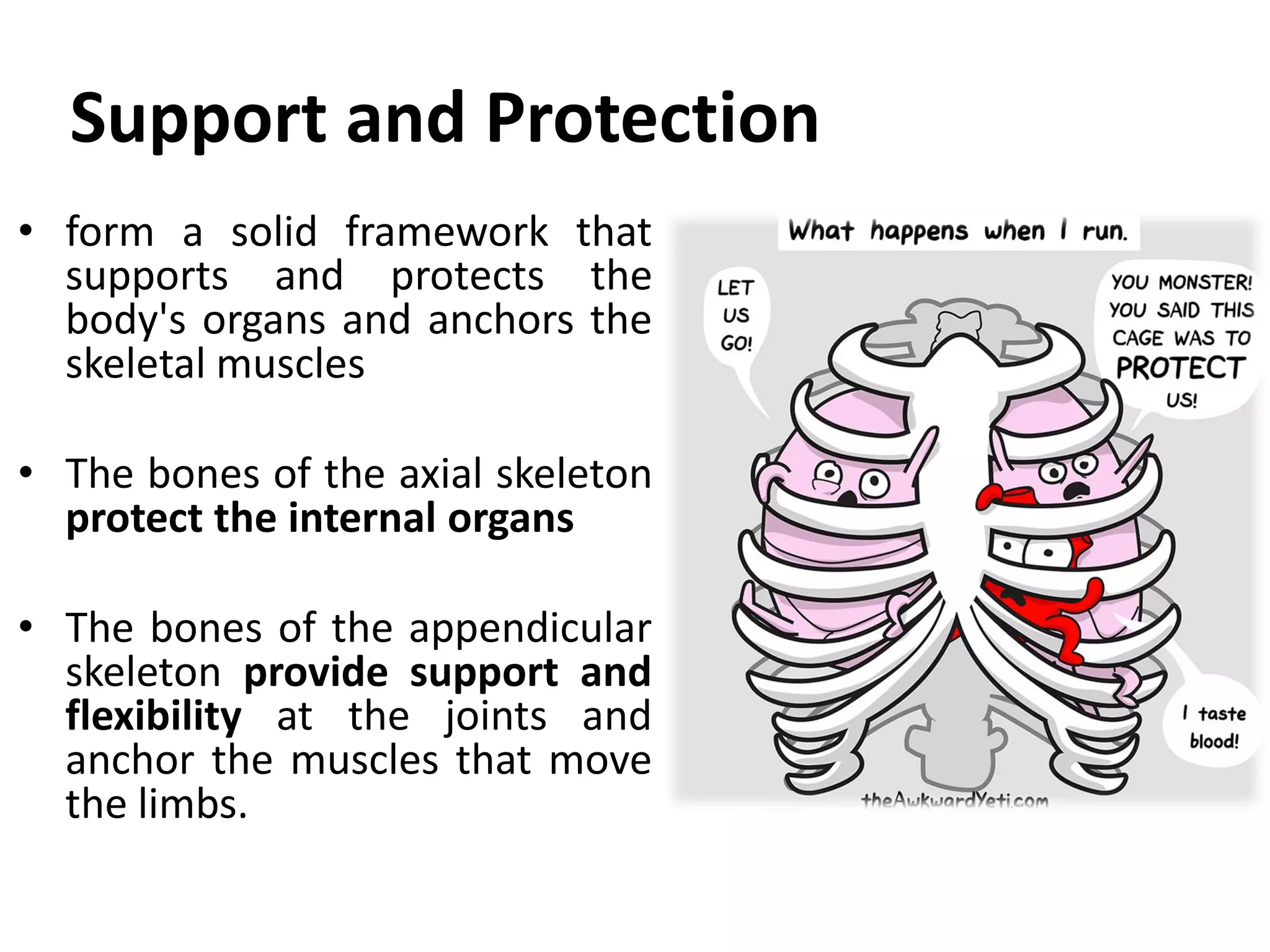 Skeletal System | PDF