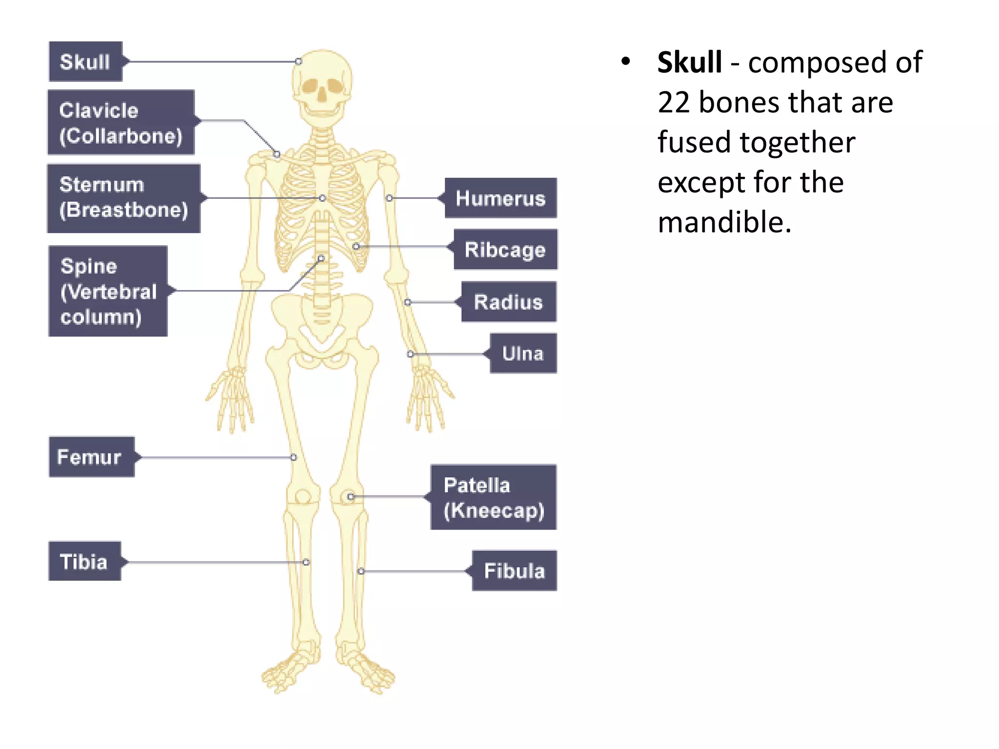 Skeletal System | PDF