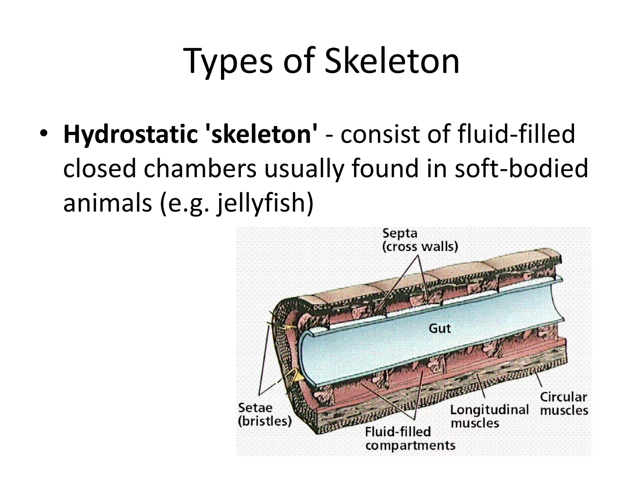 Skeletal System | PPT