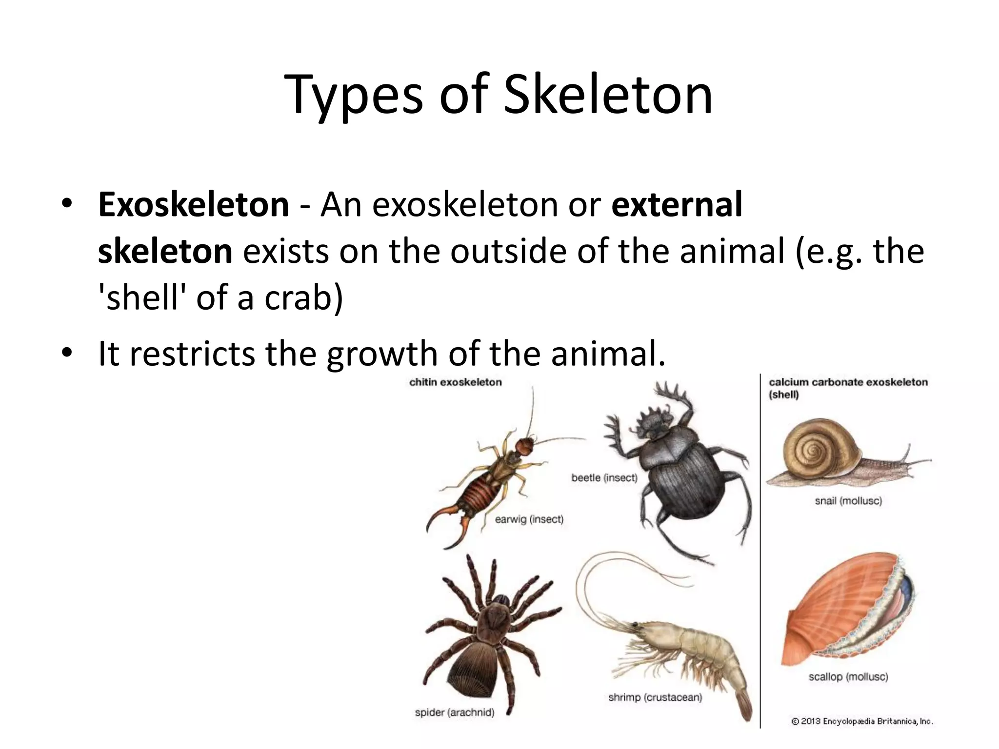 Skeletal System | PPT