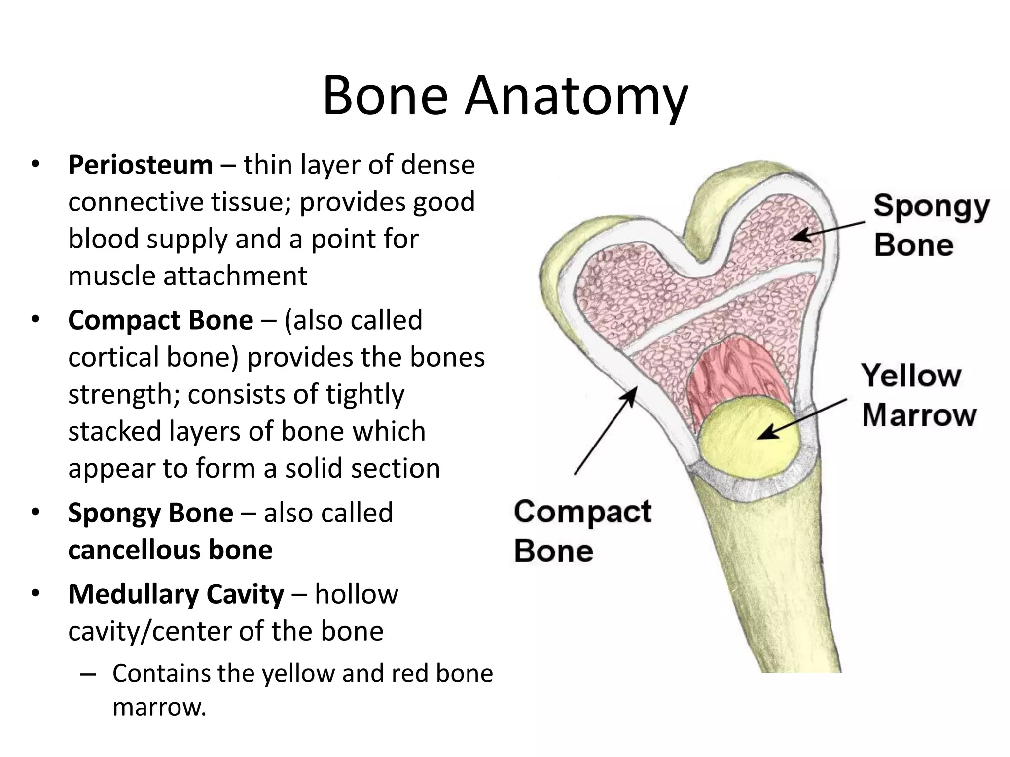 Skeletal System | PDF