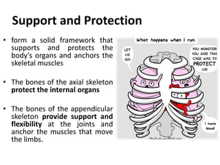 Skeletal System | PPT