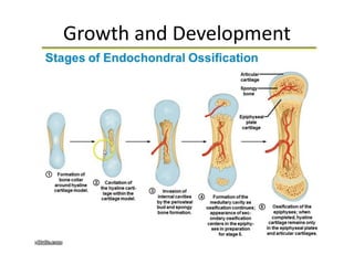 Skeletal System | PPT