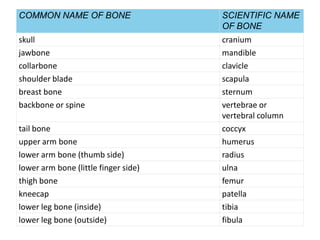 Skeletal System | PPT