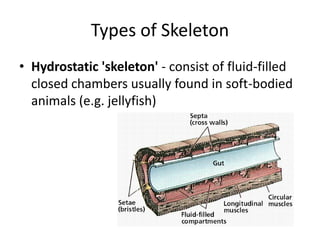 Skeletal System | PPT