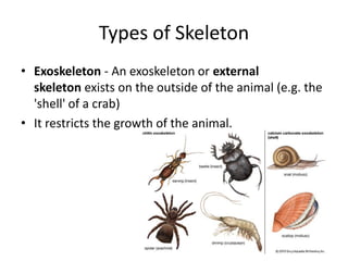 Skeletal System | PPT