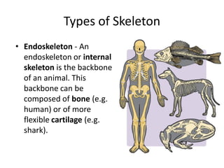 Skeletal System | PPT