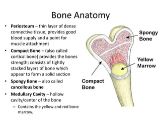 Skeletal System | PPT