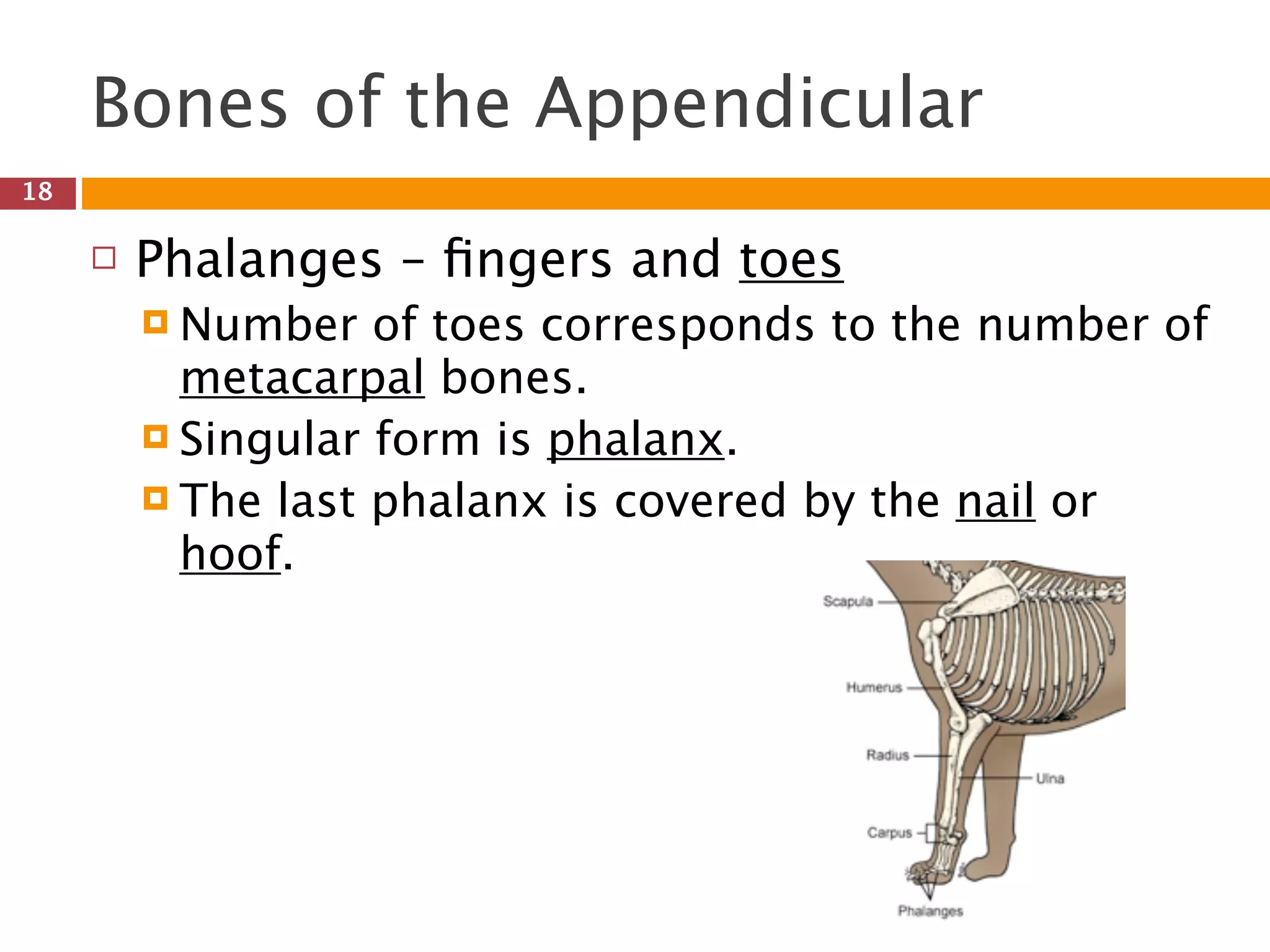 Skeletal System Introduction | KEY