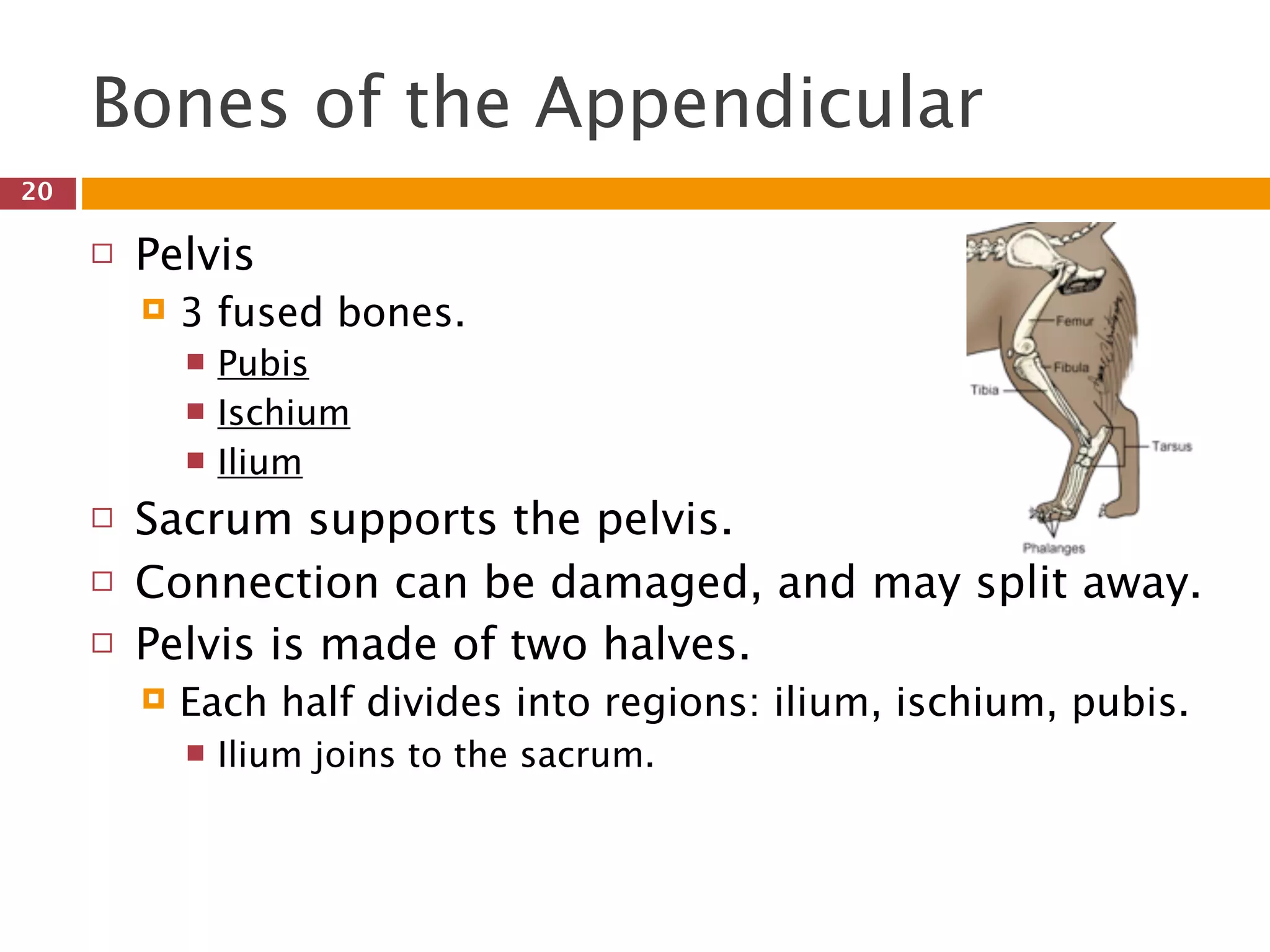 Skeletal System Introduction | KEY