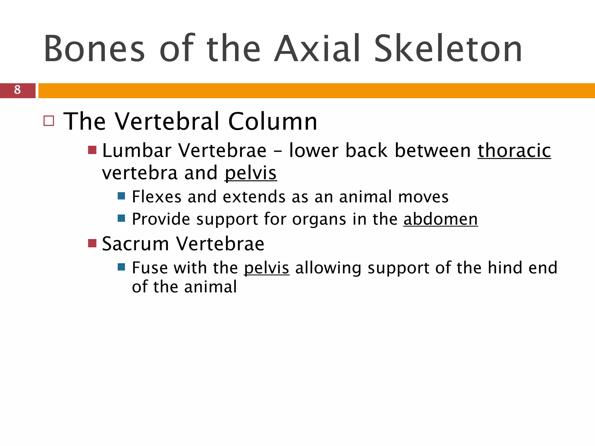 Skeletal System Introduction | KEY