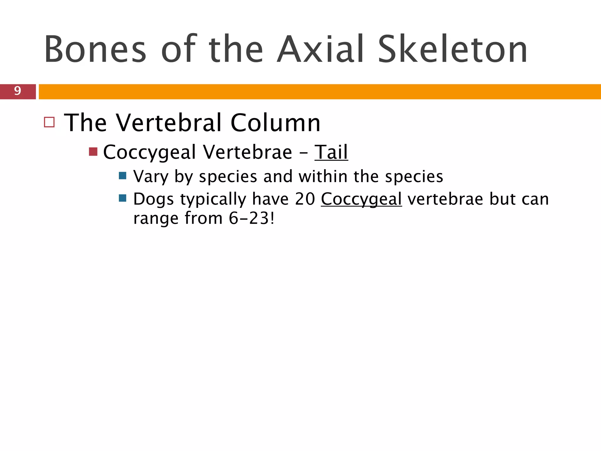 Skeletal System Introduction | KEY