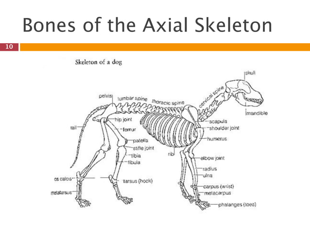 Skeletal System Introduction | KEY