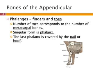 Skeletal System Introduction | KEY