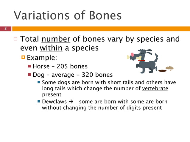 Skeletal System Introduction | KEY
