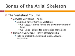 Skeletal System Introduction | KEY