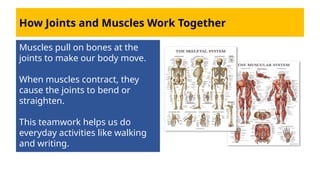 Skeletal System, Muscular System And Joints For Grade 5.pptx