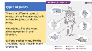 Skeletal System, Muscular System And Joints For Grade 5.pptx