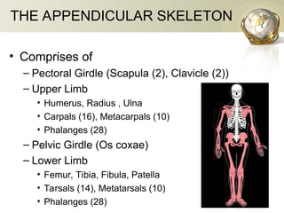 skeletal system new, Axial and Appendicular | PPT