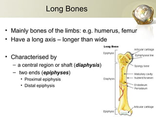 skeletal system new, Axial and Appendicular | PPT