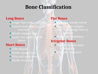 Skeletal system with easy basic concepts | PPTX
