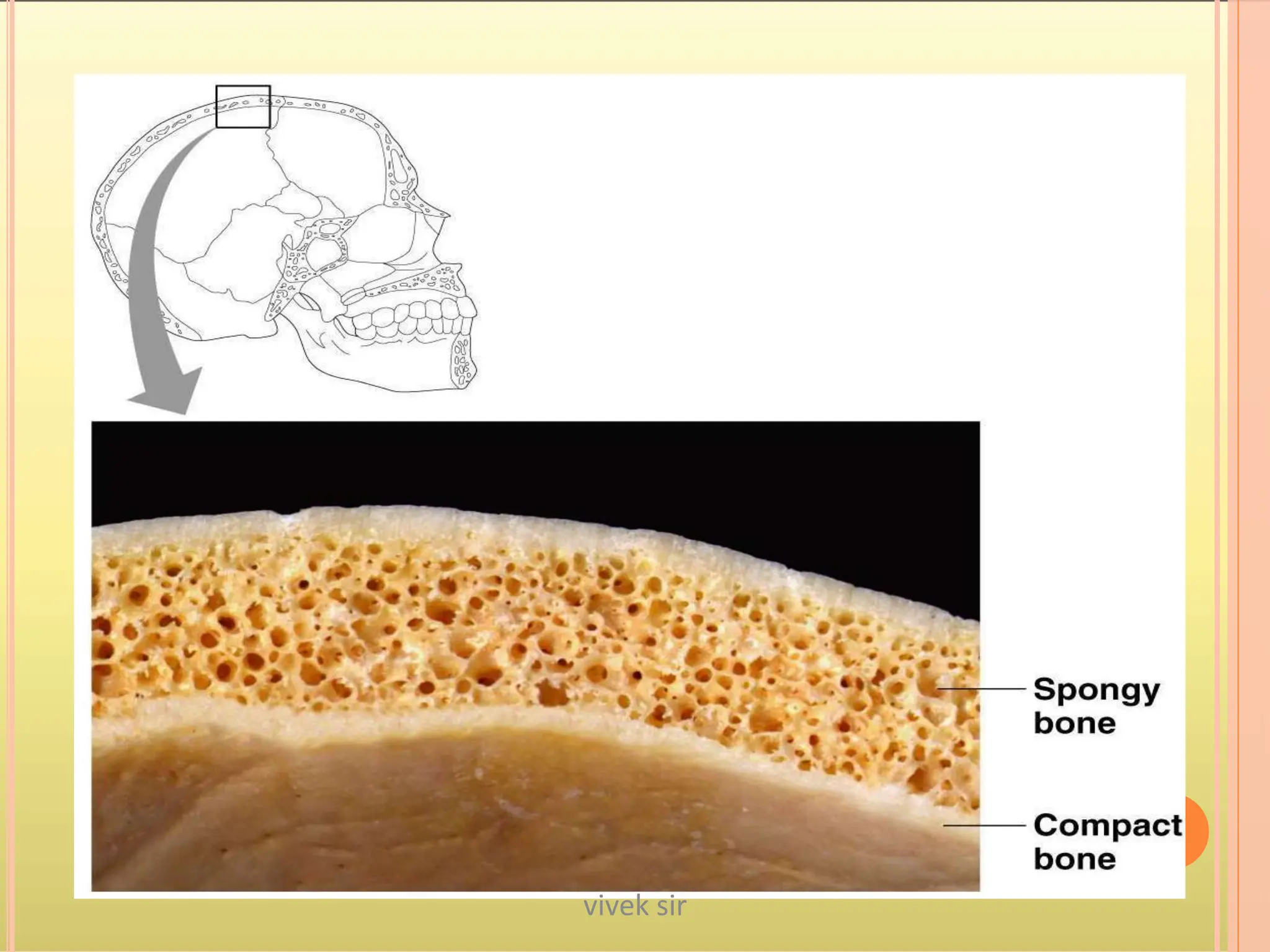introduction to anatomy and physiology of skeletal system sem 1 B.sc ...