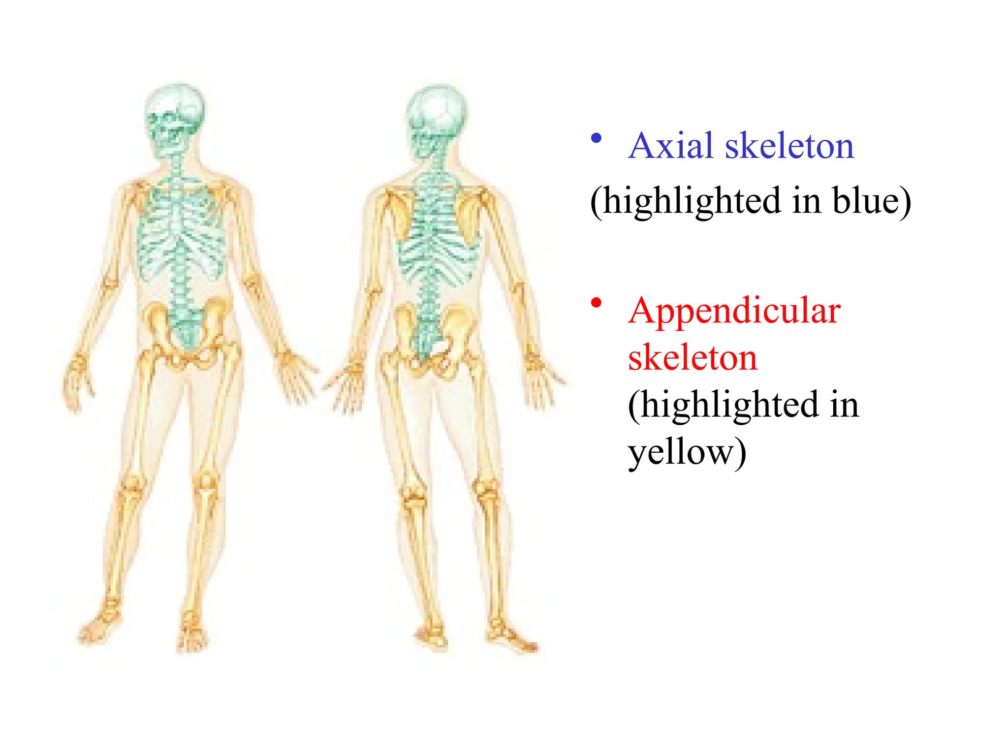 skeletal System Notes-1.ppt and the good notes | PPT