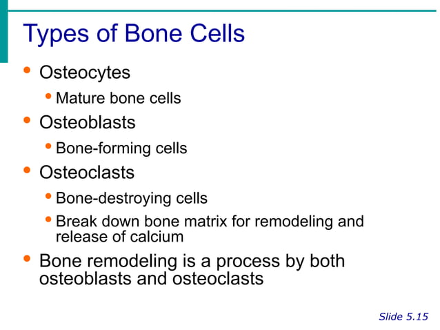 skeletal System Notes-1.ppt and the good notes | PPT