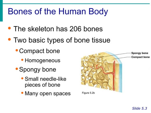 skeletal System Notes-1.ppt and the good notes | PPT