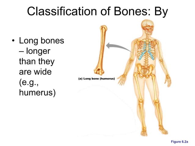 Skeletal System Notes | PPT