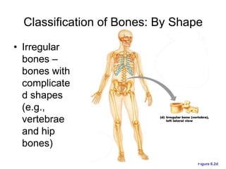 Skeletal System Notes | PPTX