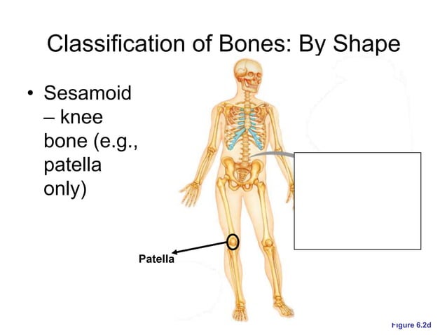 Skeletal System Notes | PPT