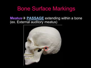 Skeletal System Notes | PPTX